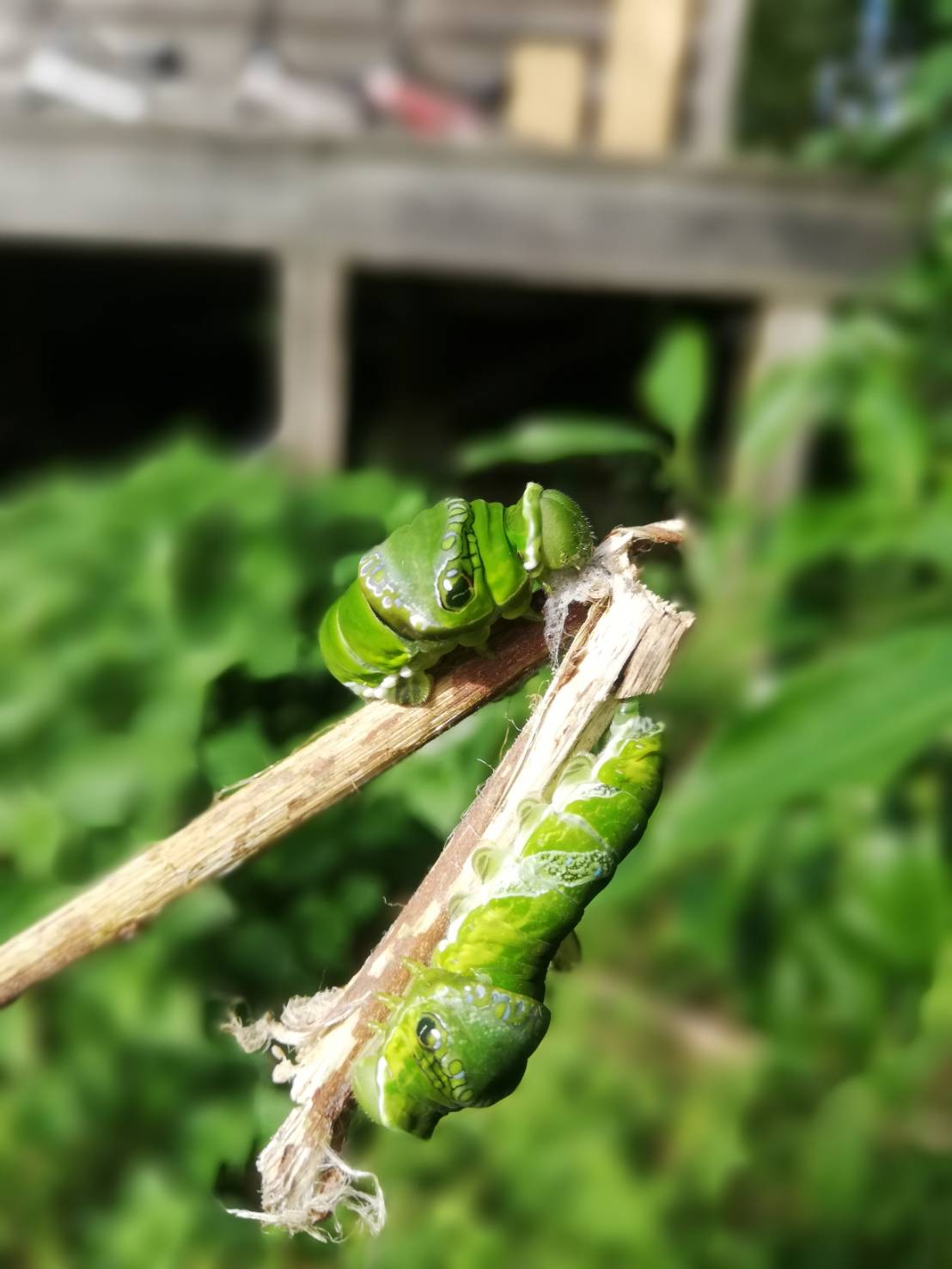 BLOG | 株式会社オープンハウス | Small, Local, Open, Connected デザインで社会を変える