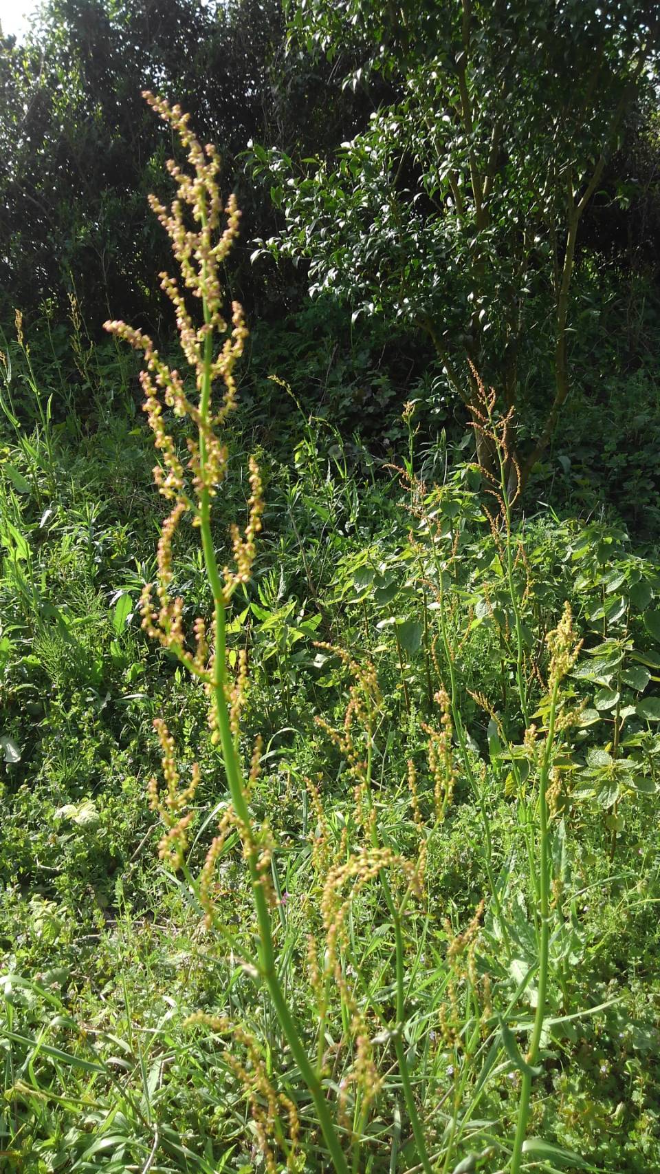 BLOG | 株式会社オープンハウス | Small, Local, Open, Connected デザインで社会を変える